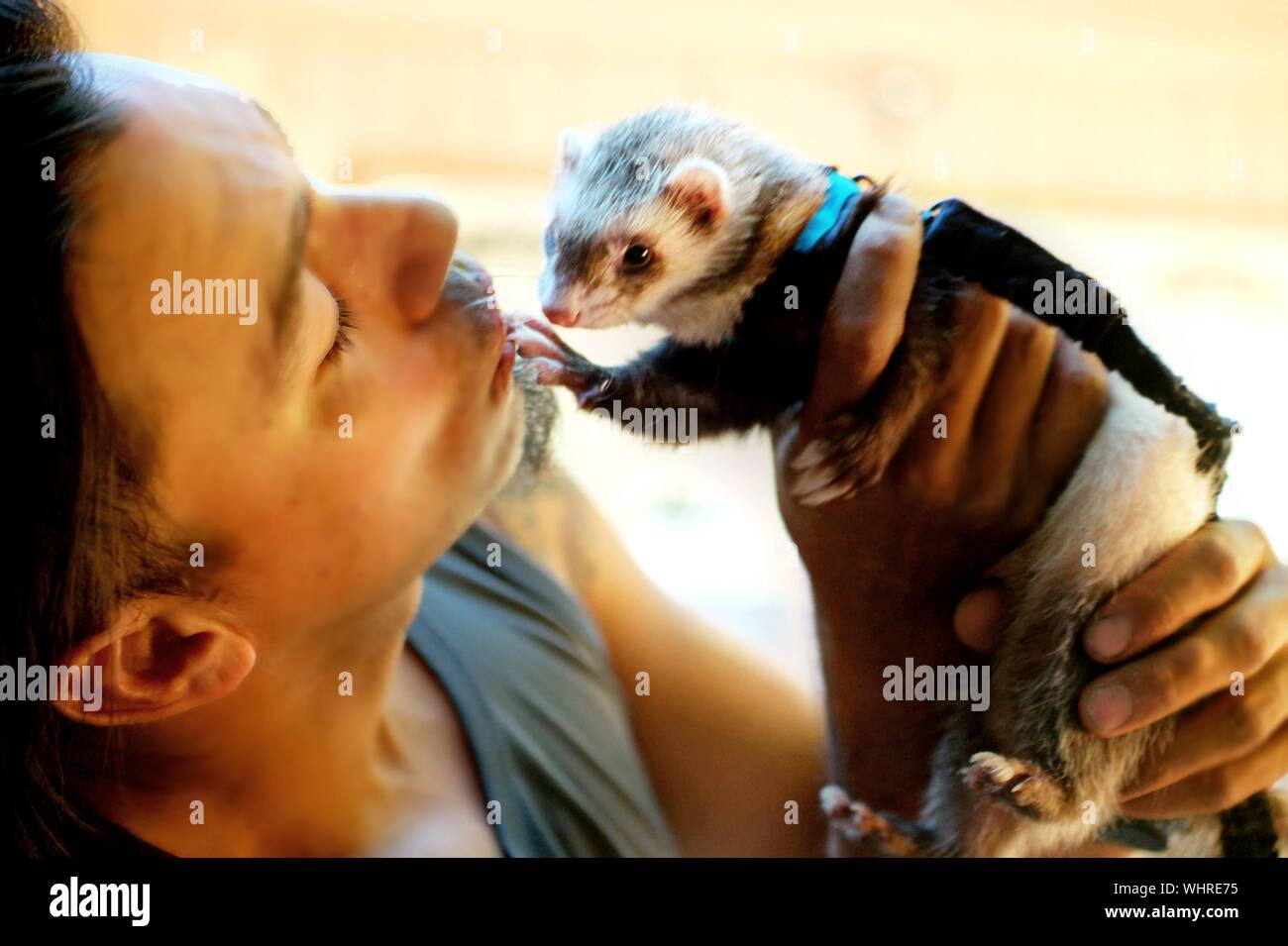 Man and ferret hi-res stock photography and images - Alamy