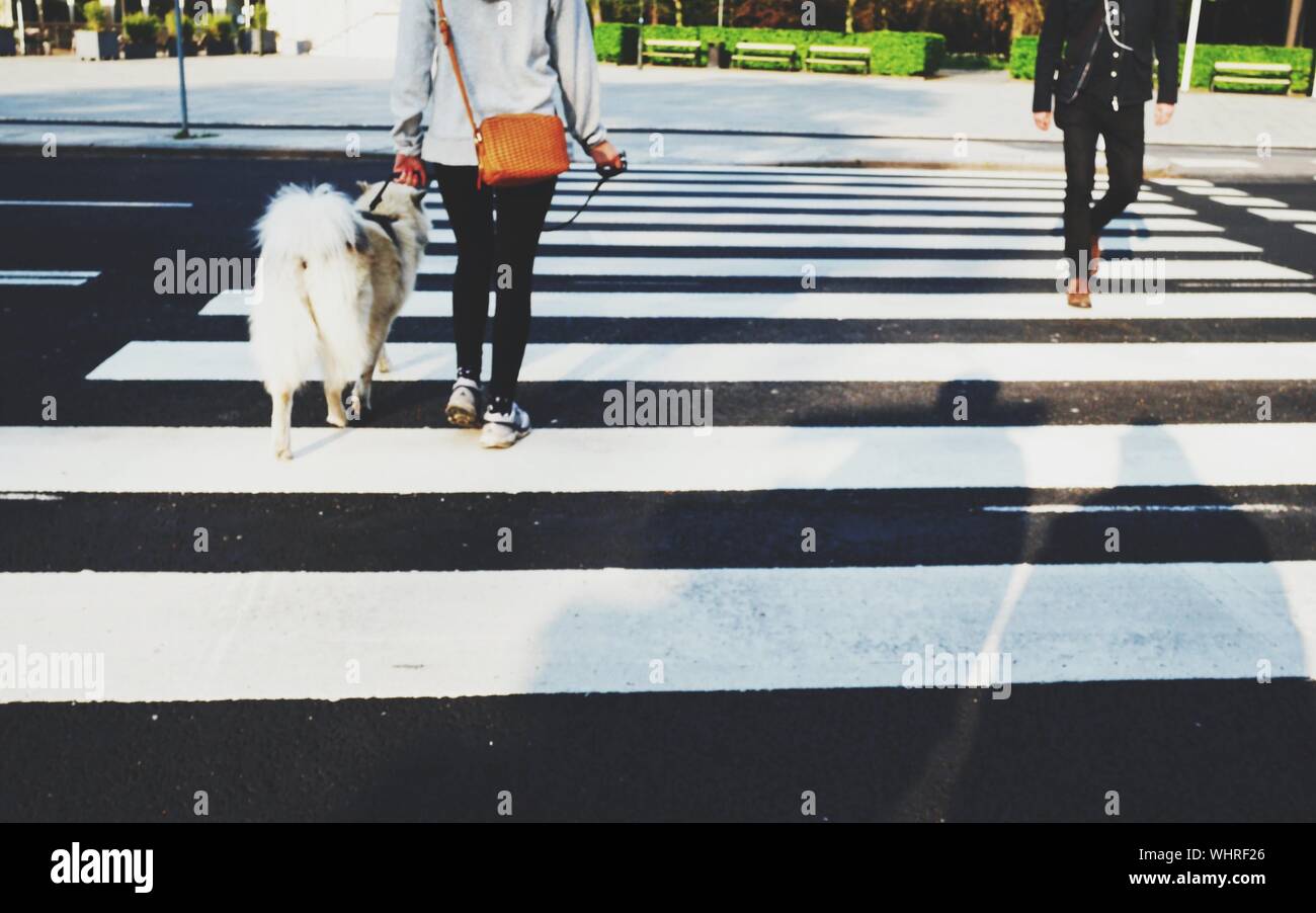 Crosswalk animals hi-res stock photography and images - Alamy
