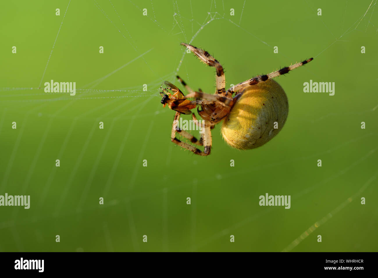 Holding a spider hi-res stock photography and images - Alamy