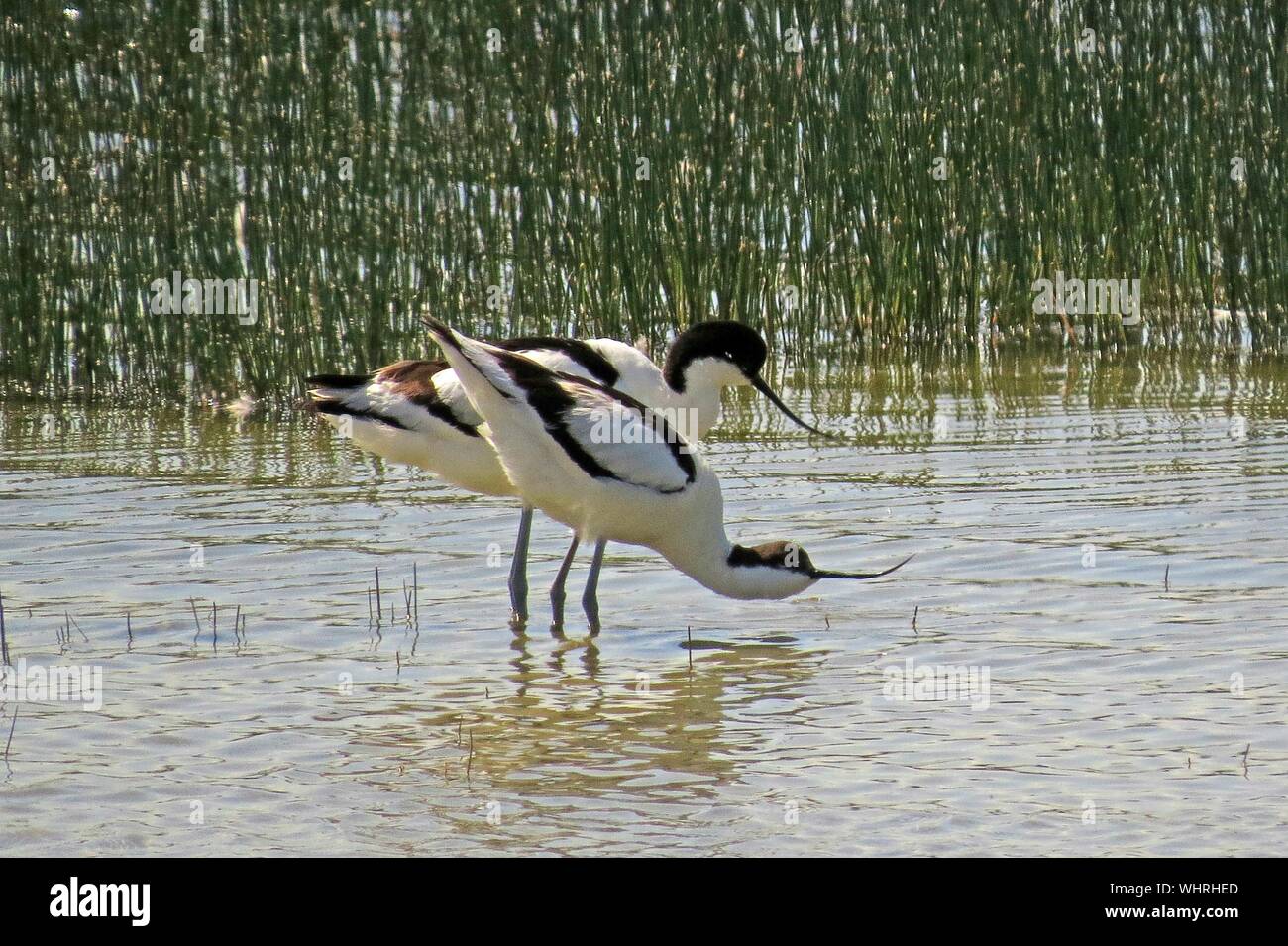Two avocets in water hi-res stock photography and images - Alamy