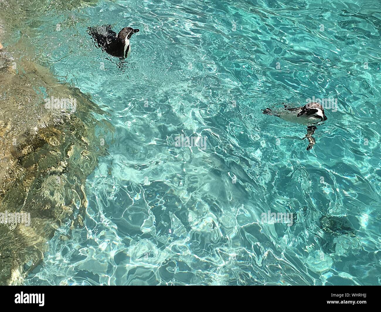 Penguin in pool hi-res stock photography and images - Alamy