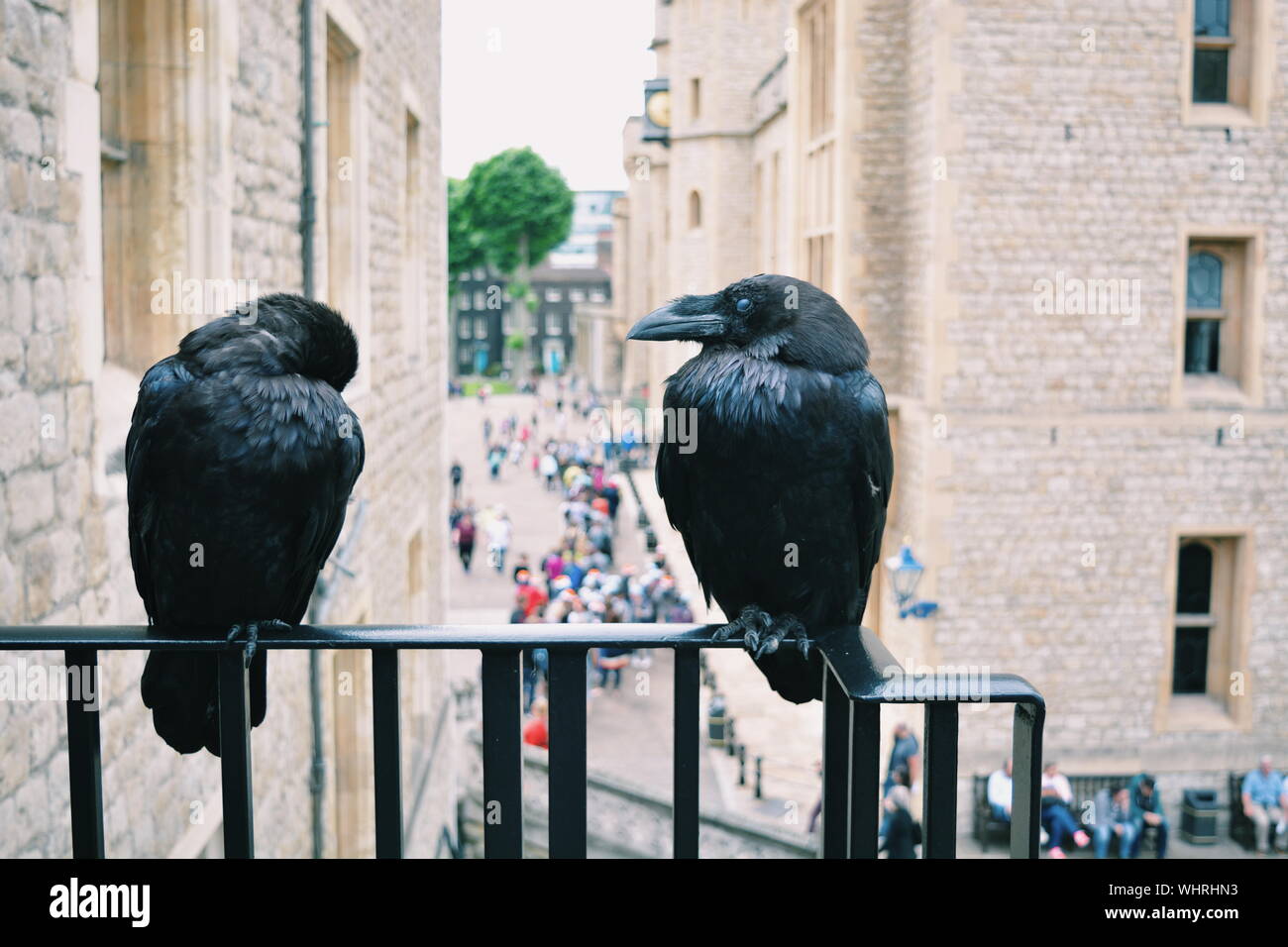 Raven tower of london hi-res stock photography and images - Alamy