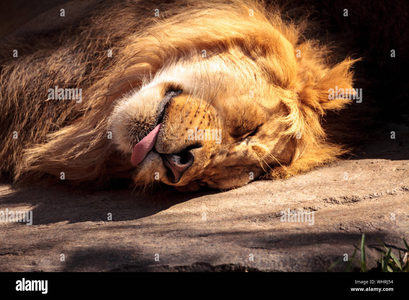 Lion sleeping hi-res stock photography and images - Alamy