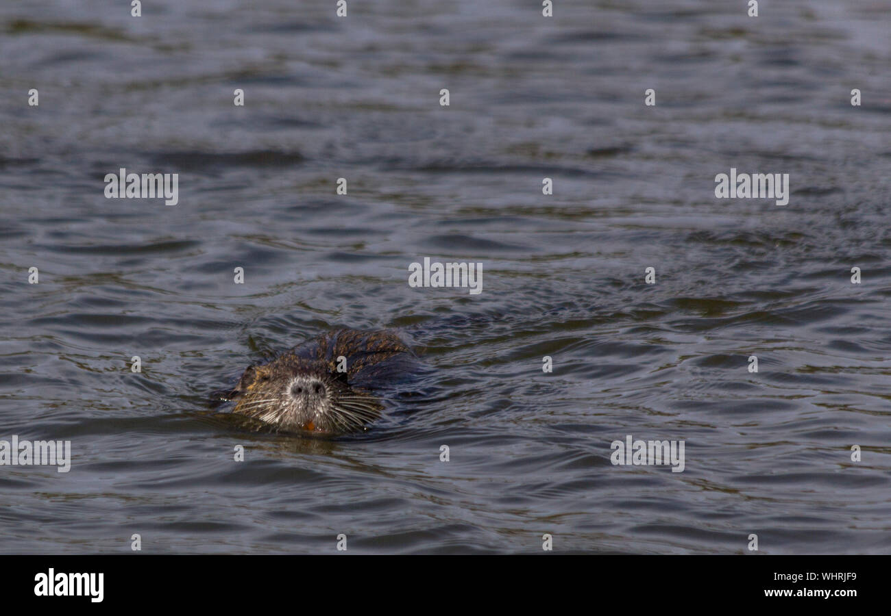 Muskrat Swimming High Resolution Stock Photography and Images - Alamy