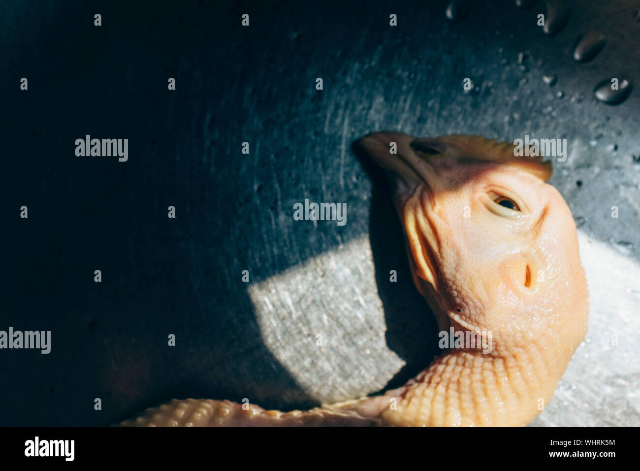 Dead Chicken High Resolution Stock Photography and Images - Alamy