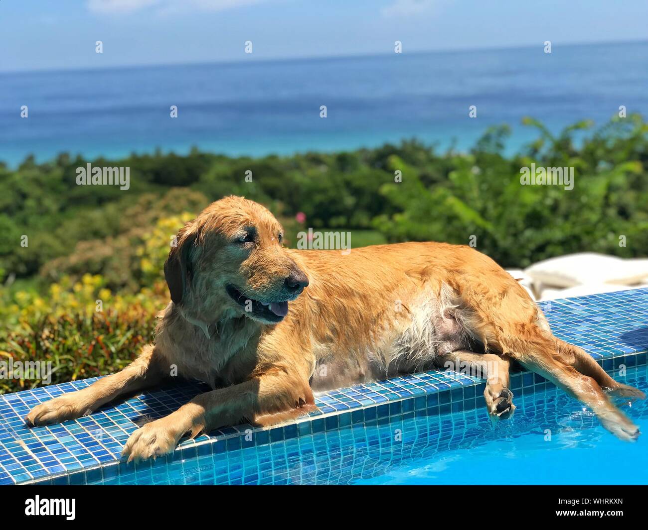 Dog by swimming pool hi-res stock photography and images - Alamy