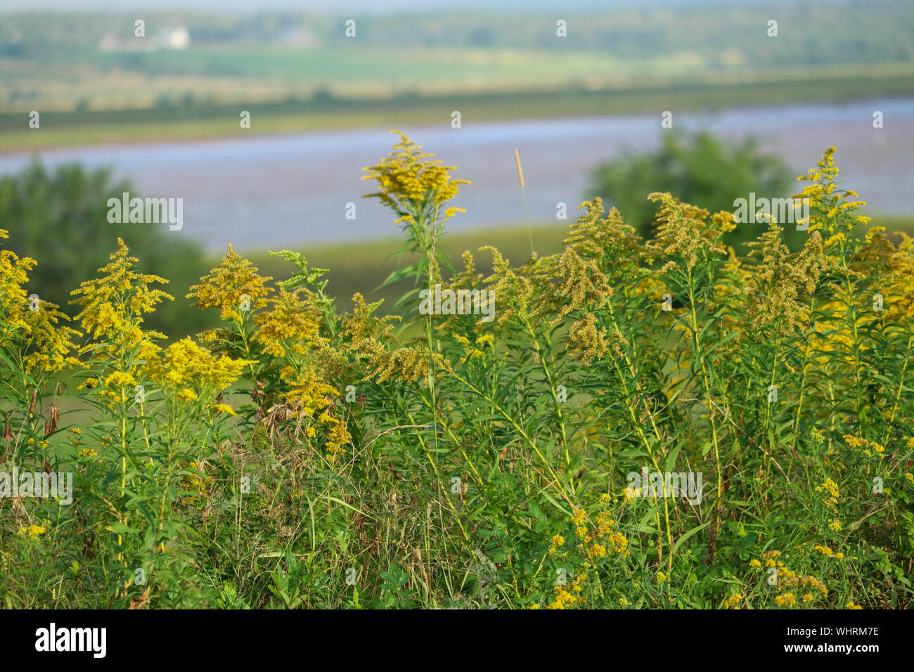 Salt water river runs through rural marsh lands Stock Photo - Alamy