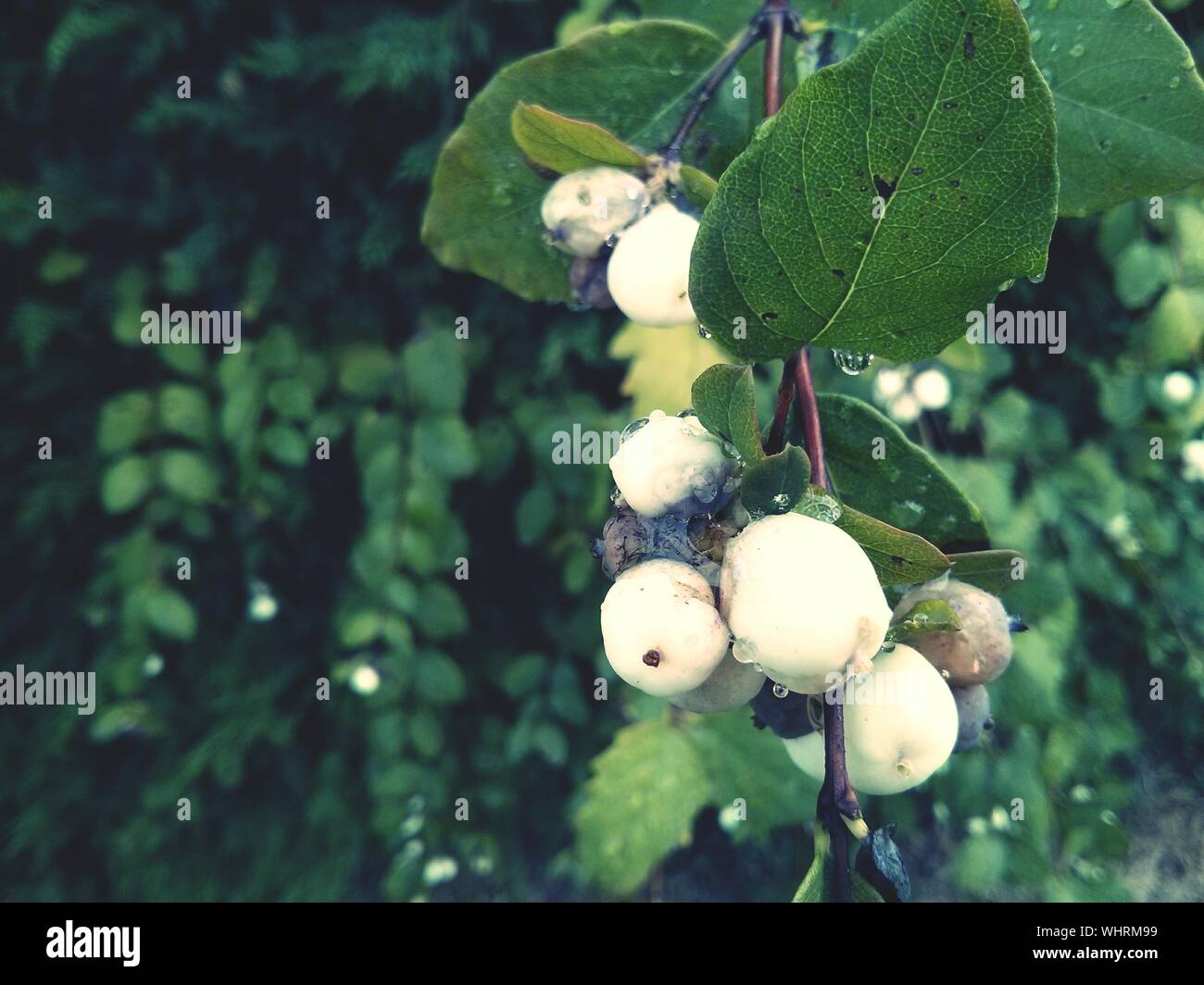 Fruit on the snow hi-res stock photography and images - Alamy