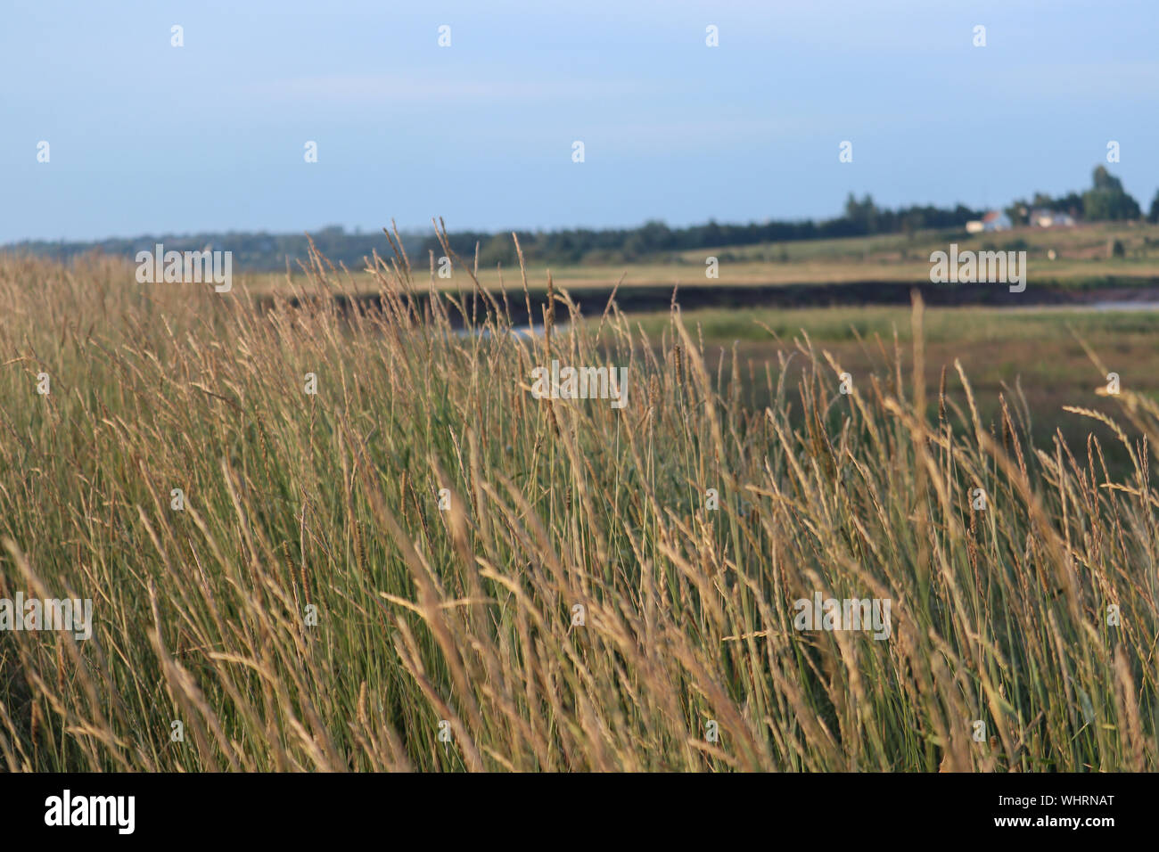 Wild reed grasses blowing in the wind Stock Photo - Alamy