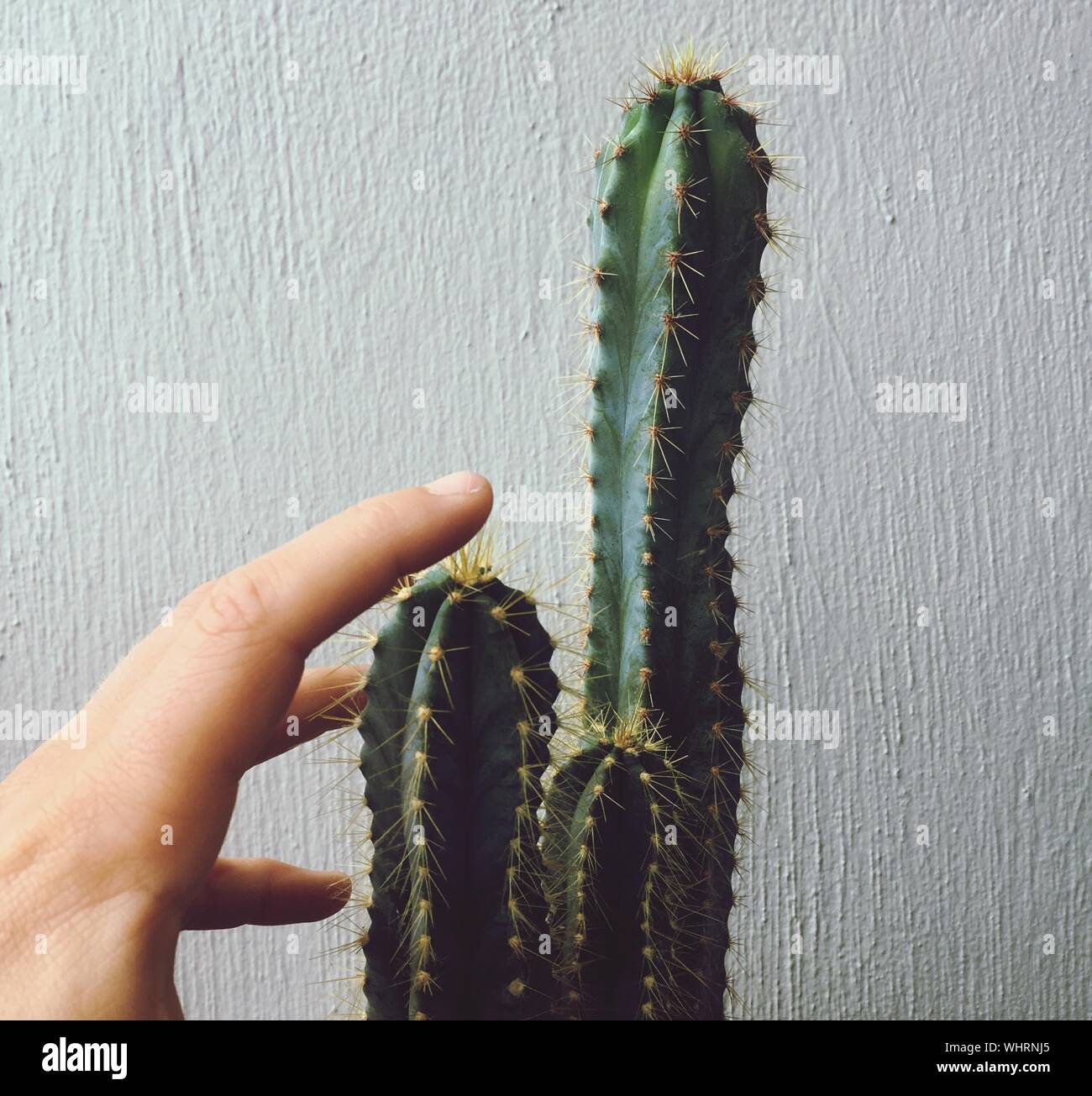 Finger touching cactus hi-res stock photography and images - Alamy