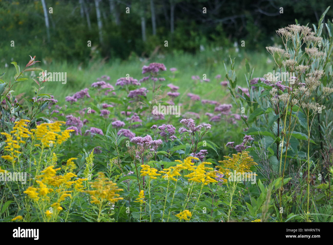 Various wildflowers growing in marshy area Stock Photo - Alamy