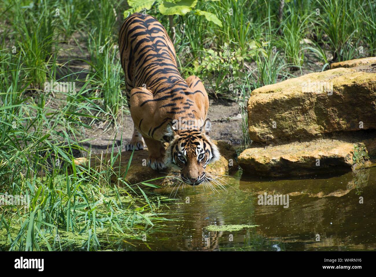 Tiger Drinking Water High Resolution Stock Photography and Images - Alamy