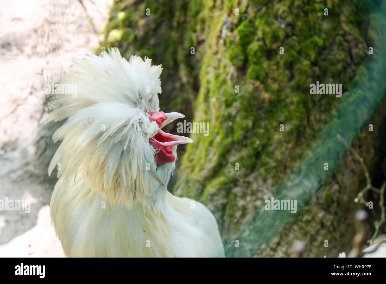 Chicken mouth open hi-res stock photography and images - Alamy