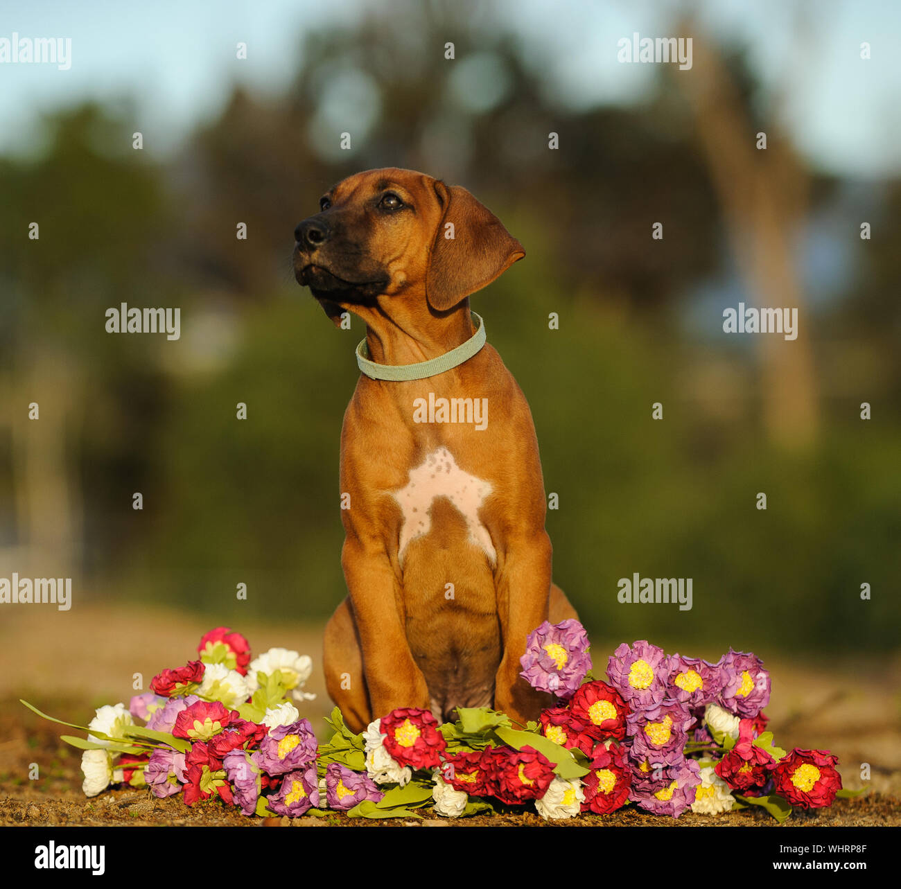 Field of flowers with dog hi-res stock photography and images - Alamy
