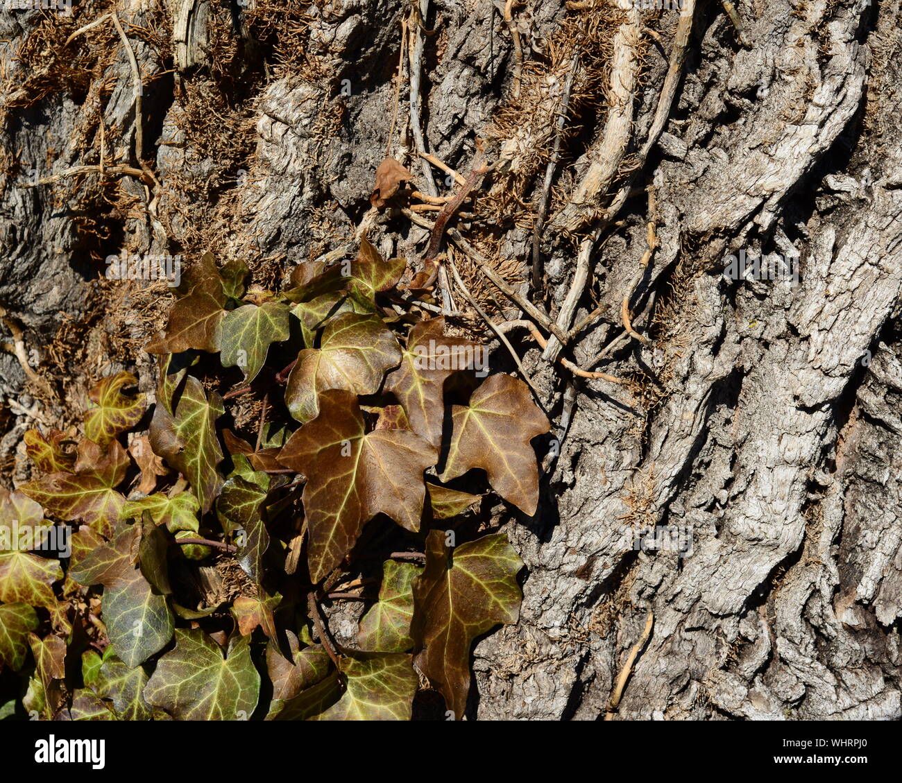Creepers Tree High Resolution Stock Photography and Images - Alamy