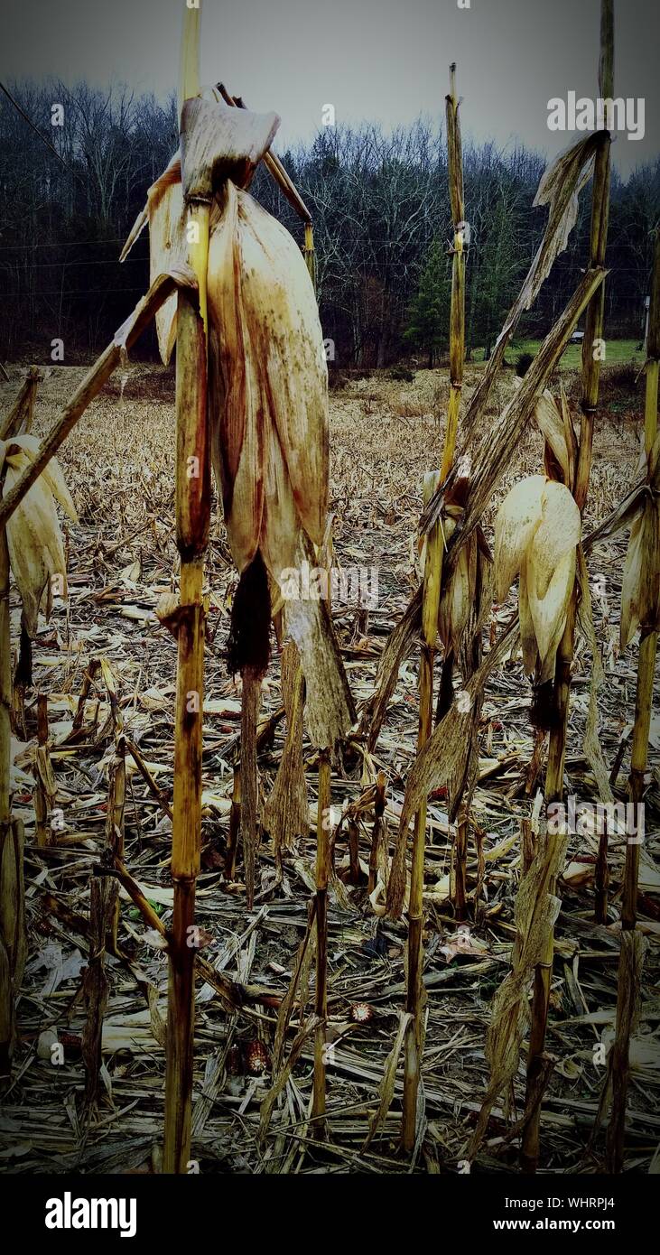 Crop damaged hi-res stock photography and images - Alamy