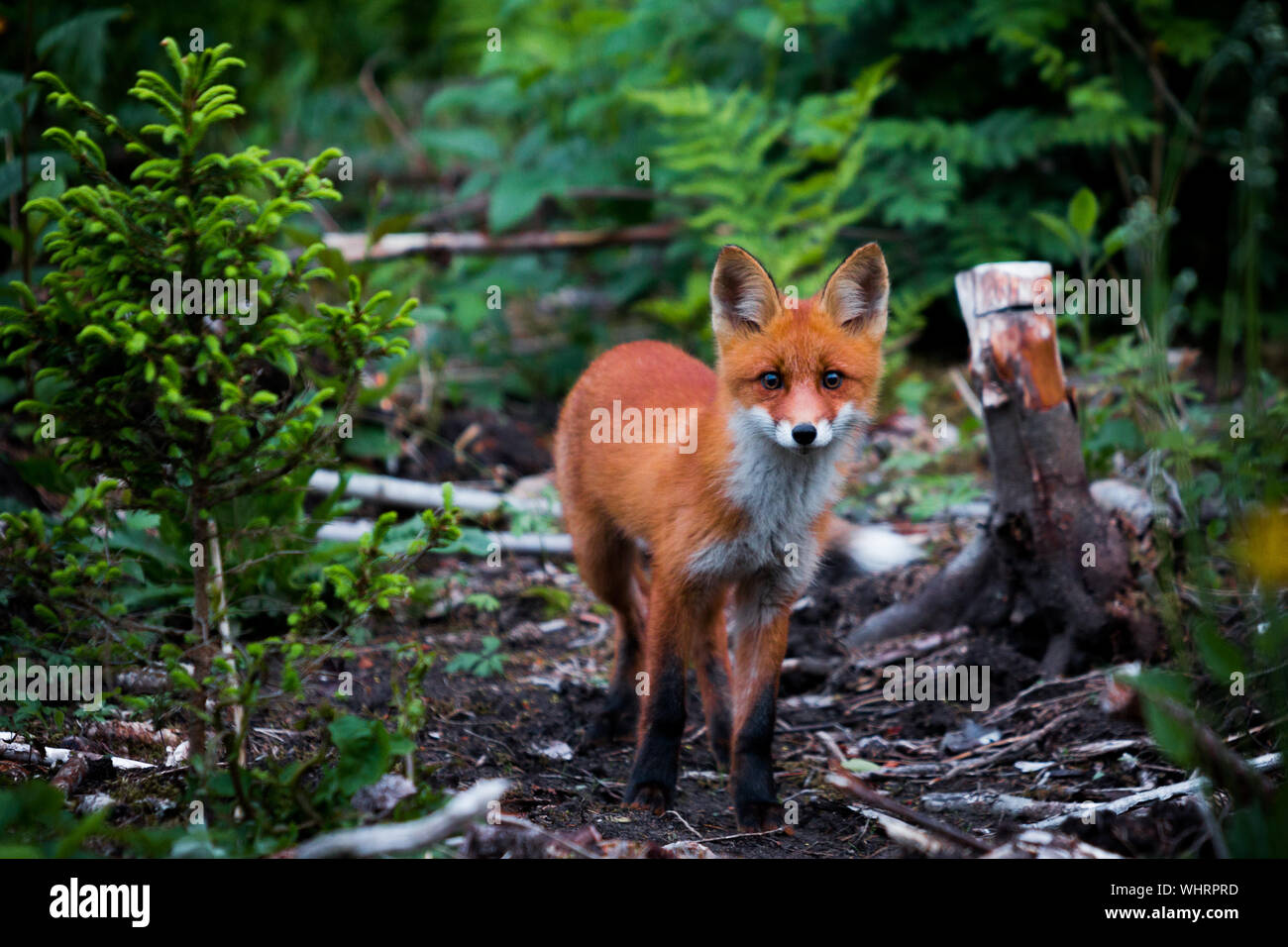Red fox on log hi-res stock photography and images - Alamy