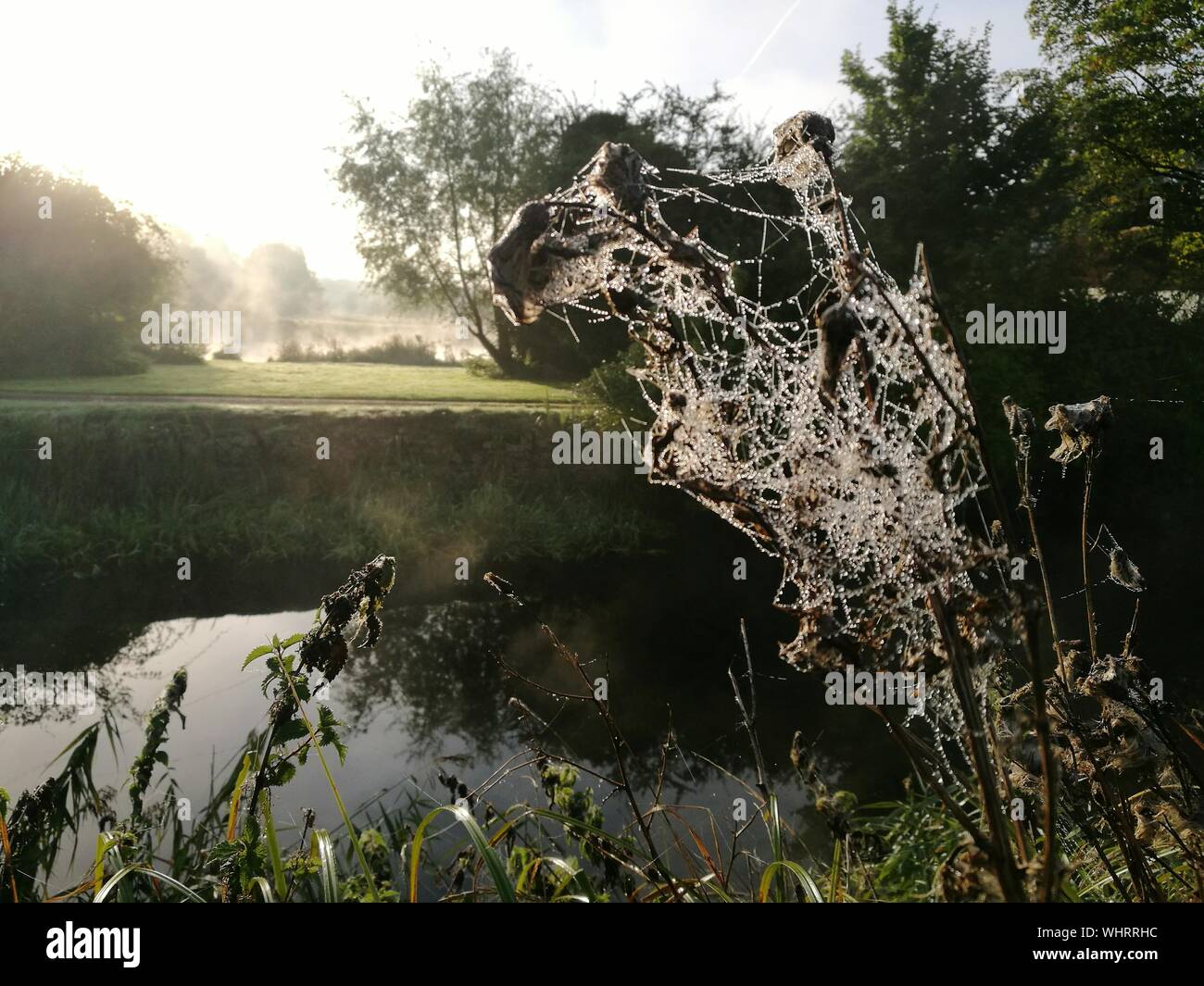 Spider webs on grass hi-res stock photography and images - Alamy