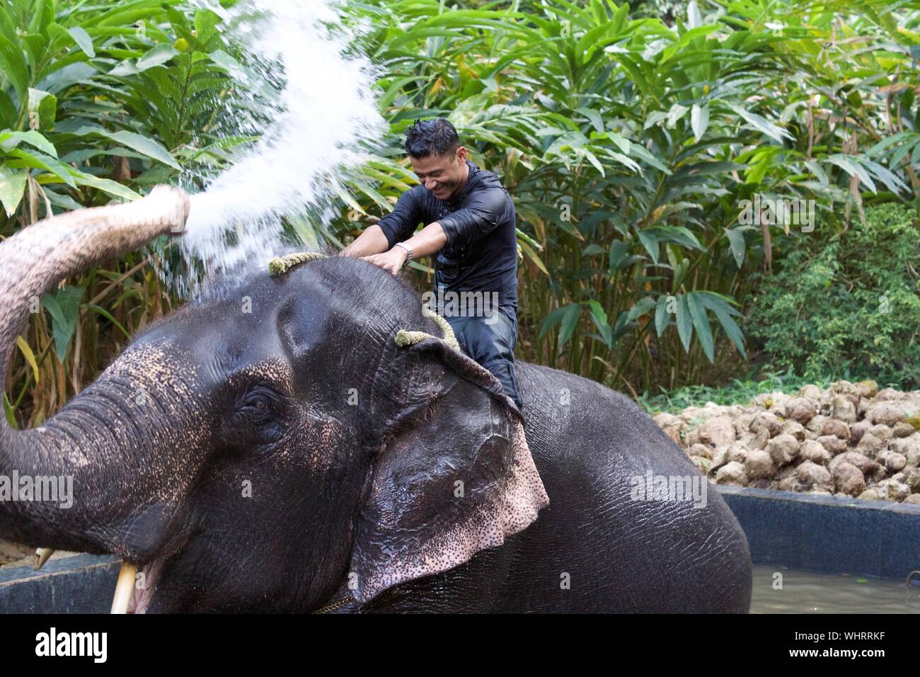 Elephant Spraying Water On Person | Wall Control