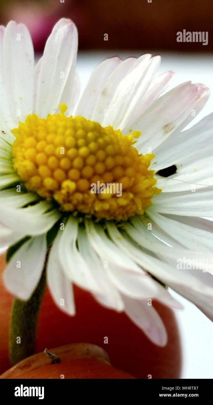 Daisy Head High Resolution Stock Photography and Images - Alamy