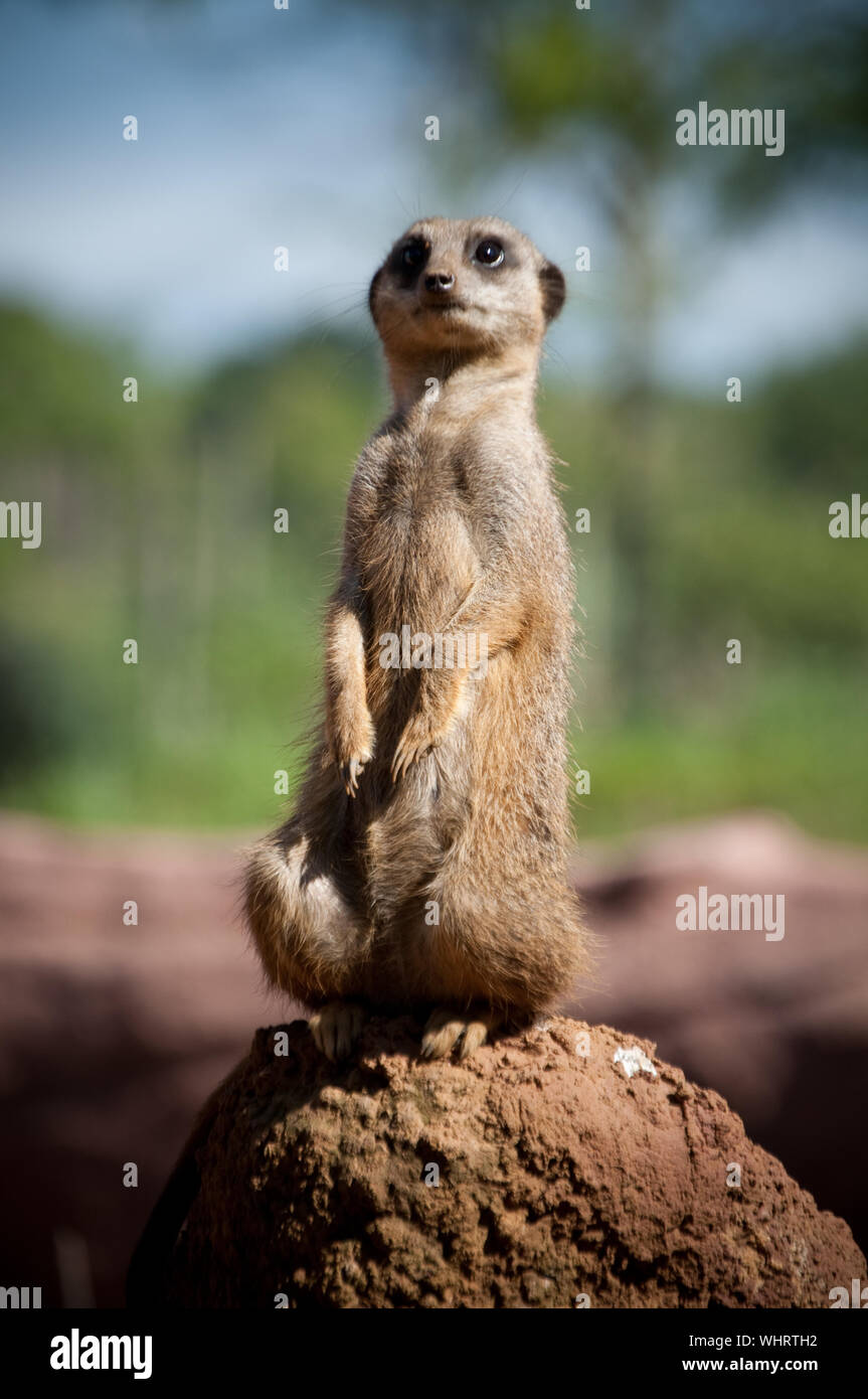 Meerkat Relaxing On Rock Stock Photo - Alamy