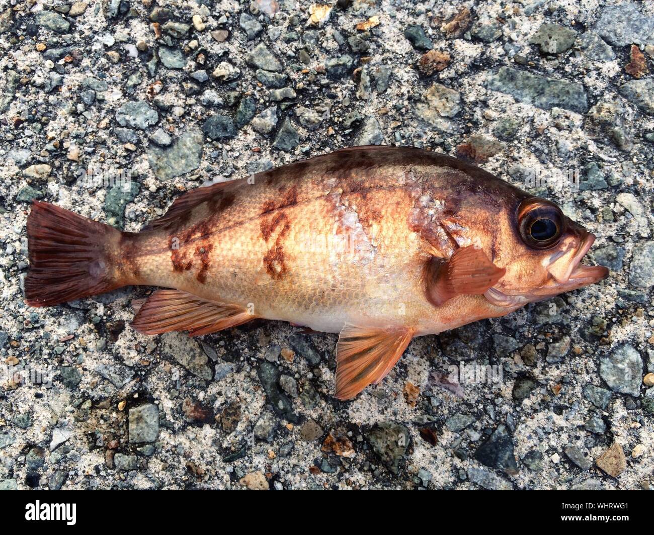 Dead Fish On Rock High Resolution Stock Photography and Images - Alamy
