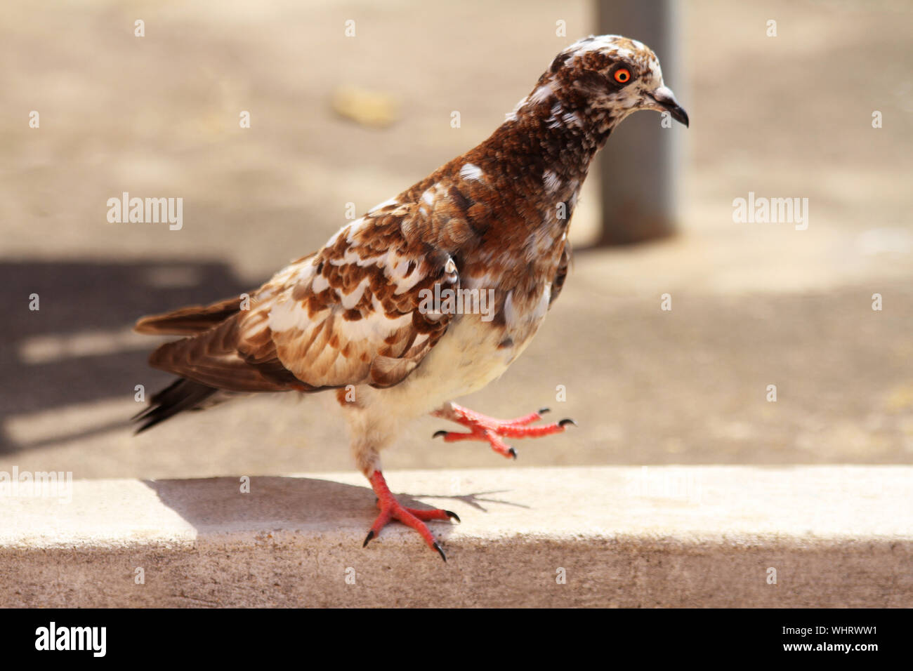 Pidgeon hi-res stock photography and images - Alamy