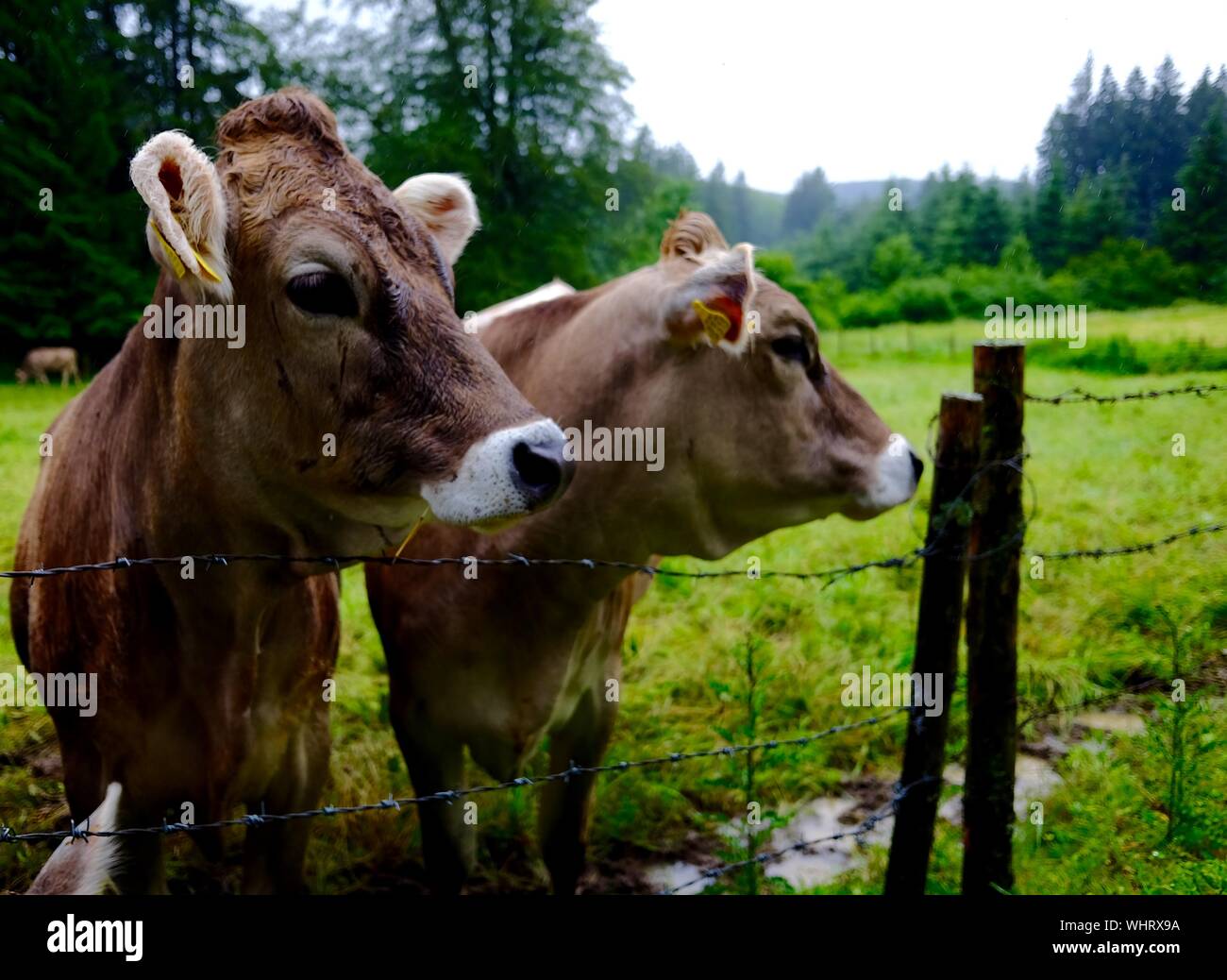 Barbed wire fence and cattle hi-res stock photography and images - Alamy