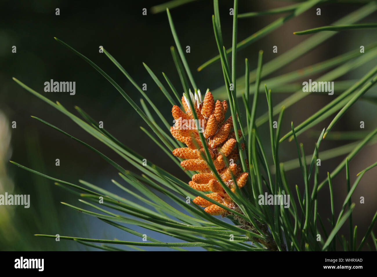Pine nut pinaceae hi-res stock photography and images - Alamy