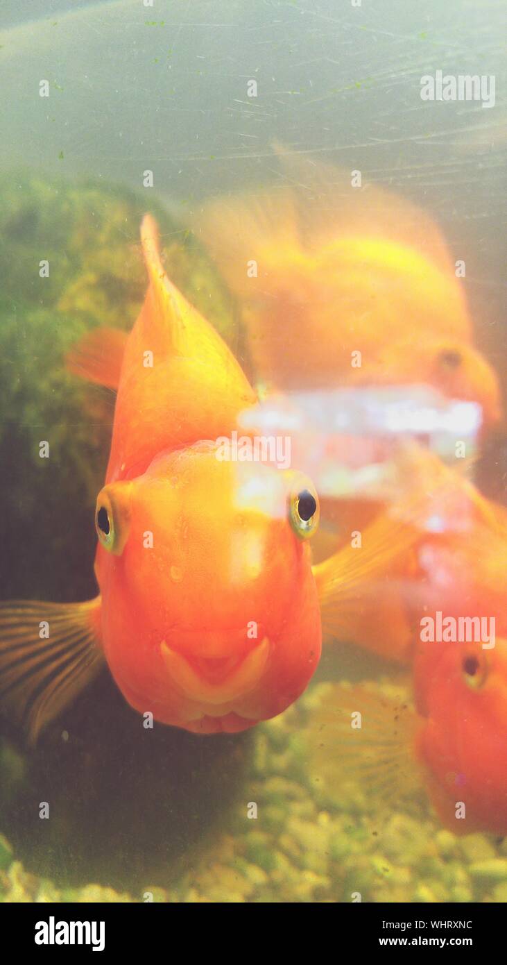 Fish looking into camera hi-res stock photography and images - Alamy