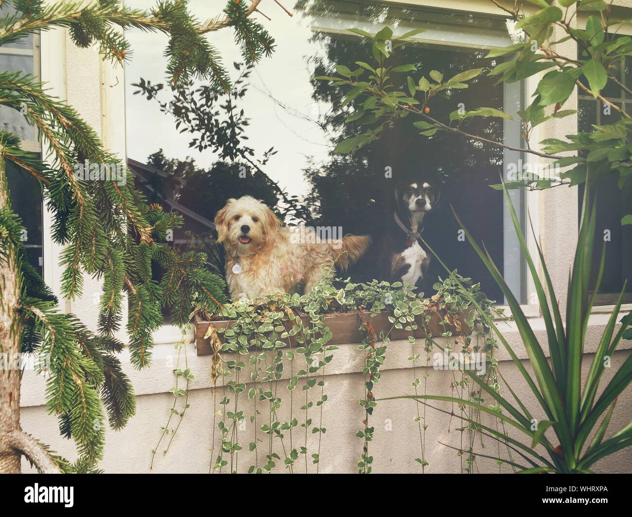 Dog Reflection Through Window High Resolution Stock Photography and ...