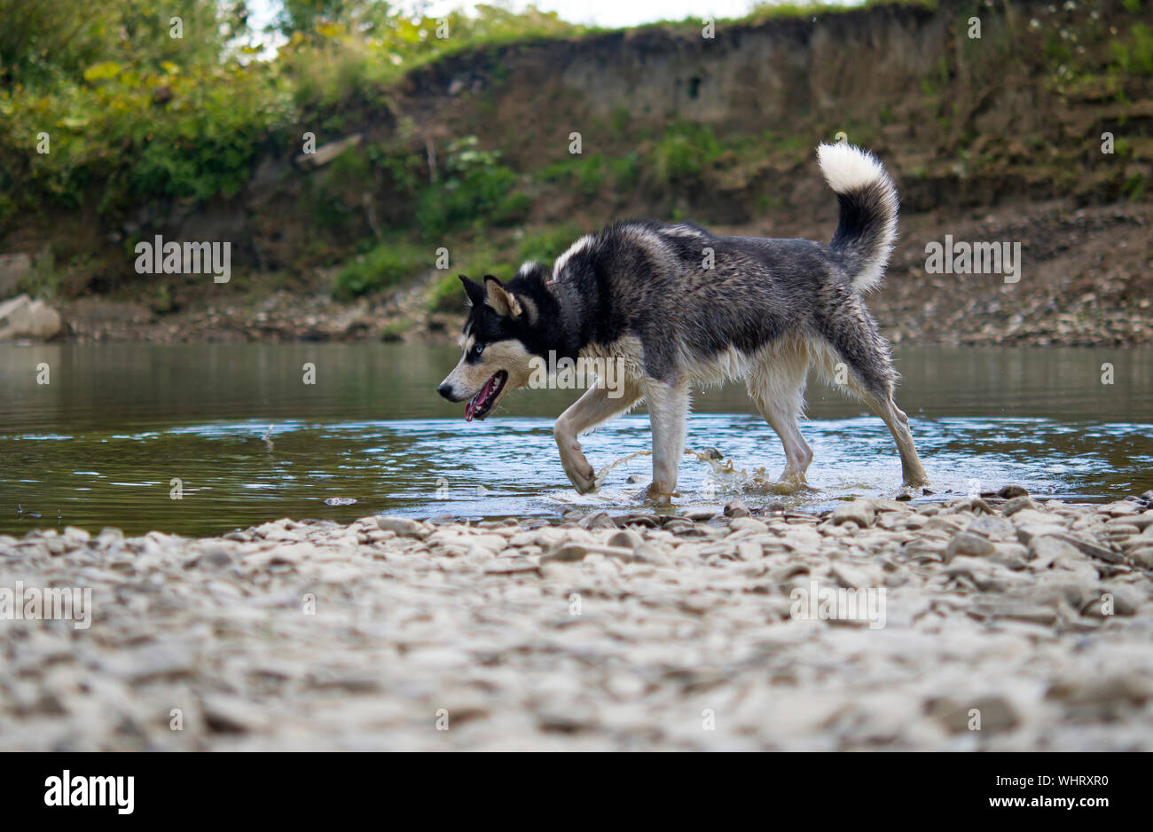 Siberian husky on lake hi-res stock photography and images - Alamy
