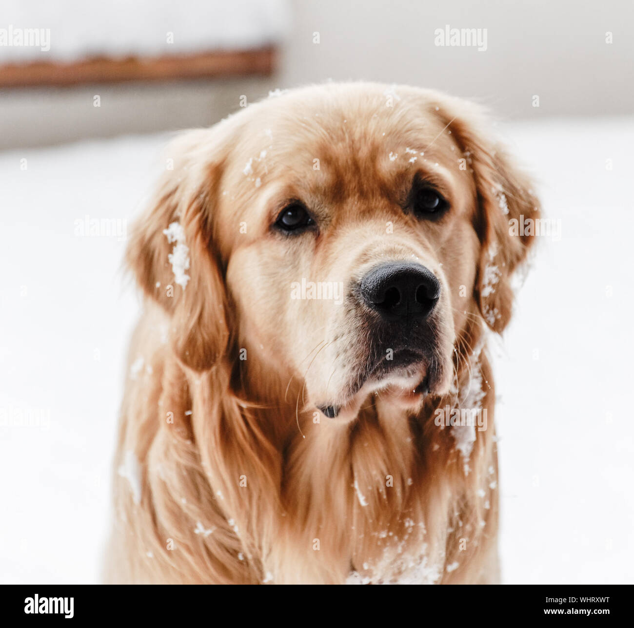 Golden Retriever Snow High Resolution Stock Photography and Images - Alamy