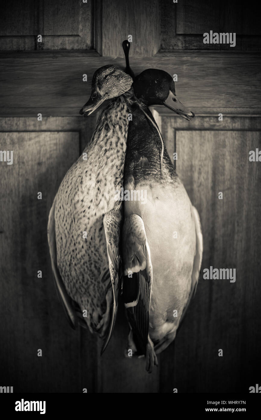Dead mallard hi-res stock photography and images - Alamy