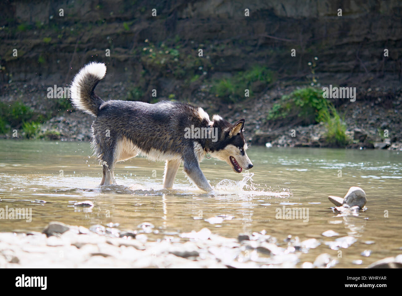 Siberian husky on lake hi-res stock photography and images - Alamy