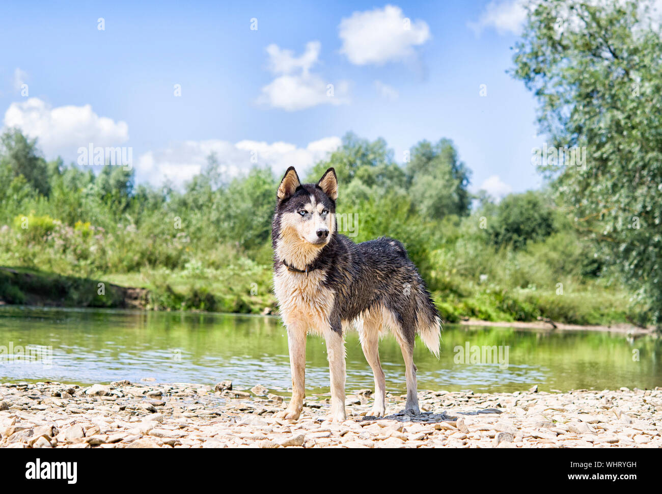 Siberian husky on lake hi-res stock photography and images - Alamy