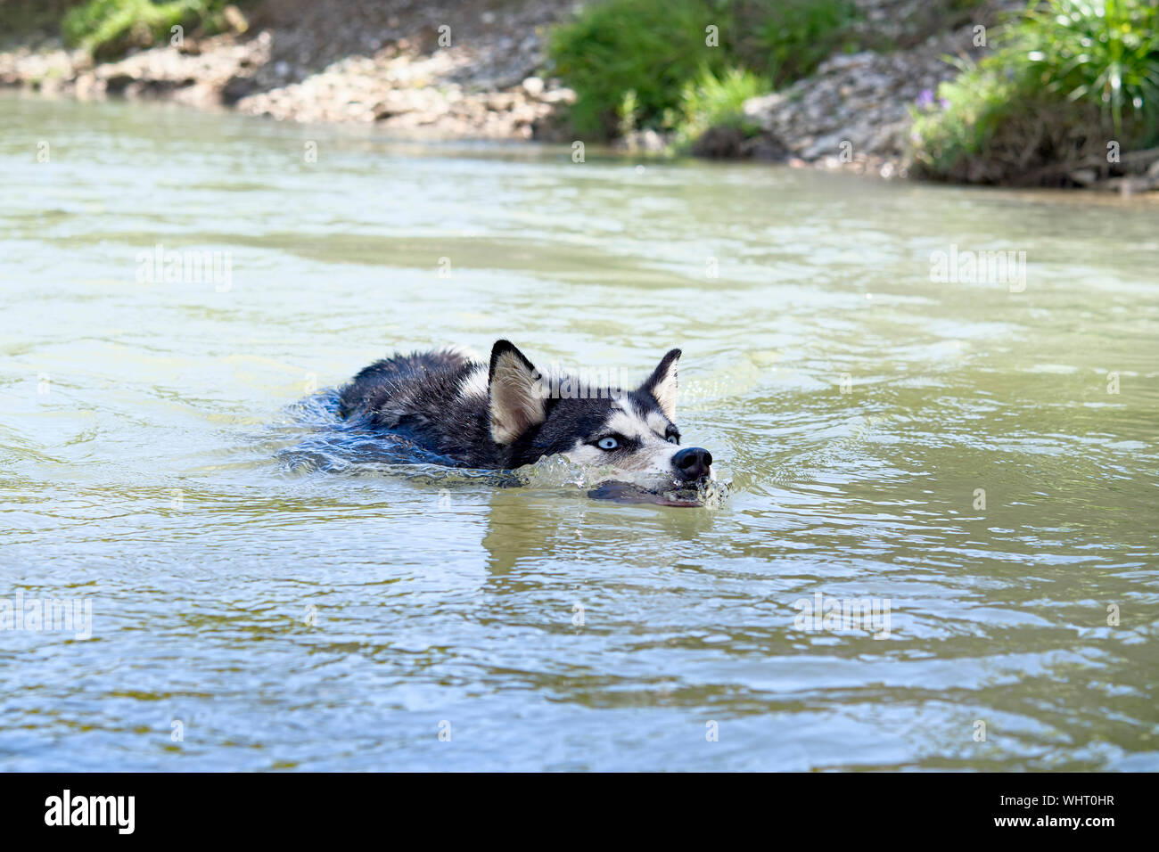 Do Huskies Like Water