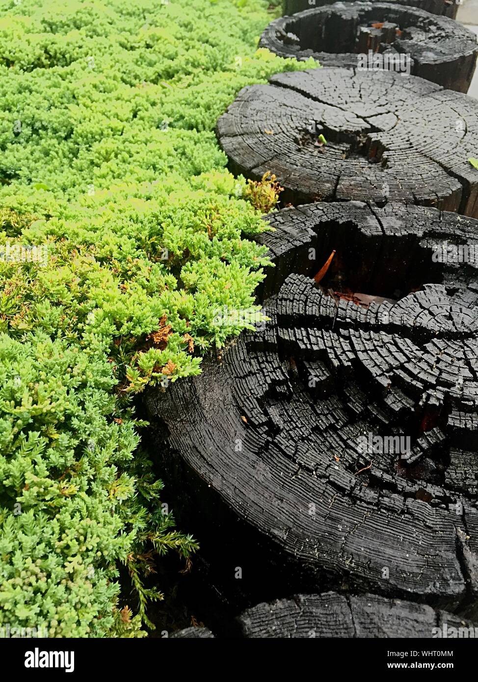 Tree stump and feature hi-res stock photography and images - Alamy