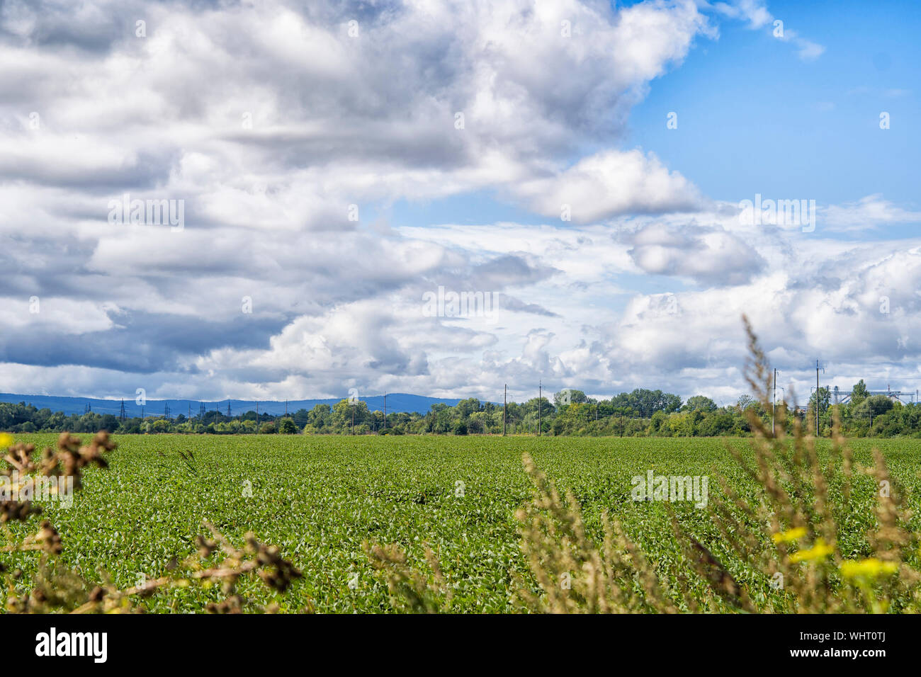 Rural landscape with fresh green soy field. Soybean field Stock Photo ...
