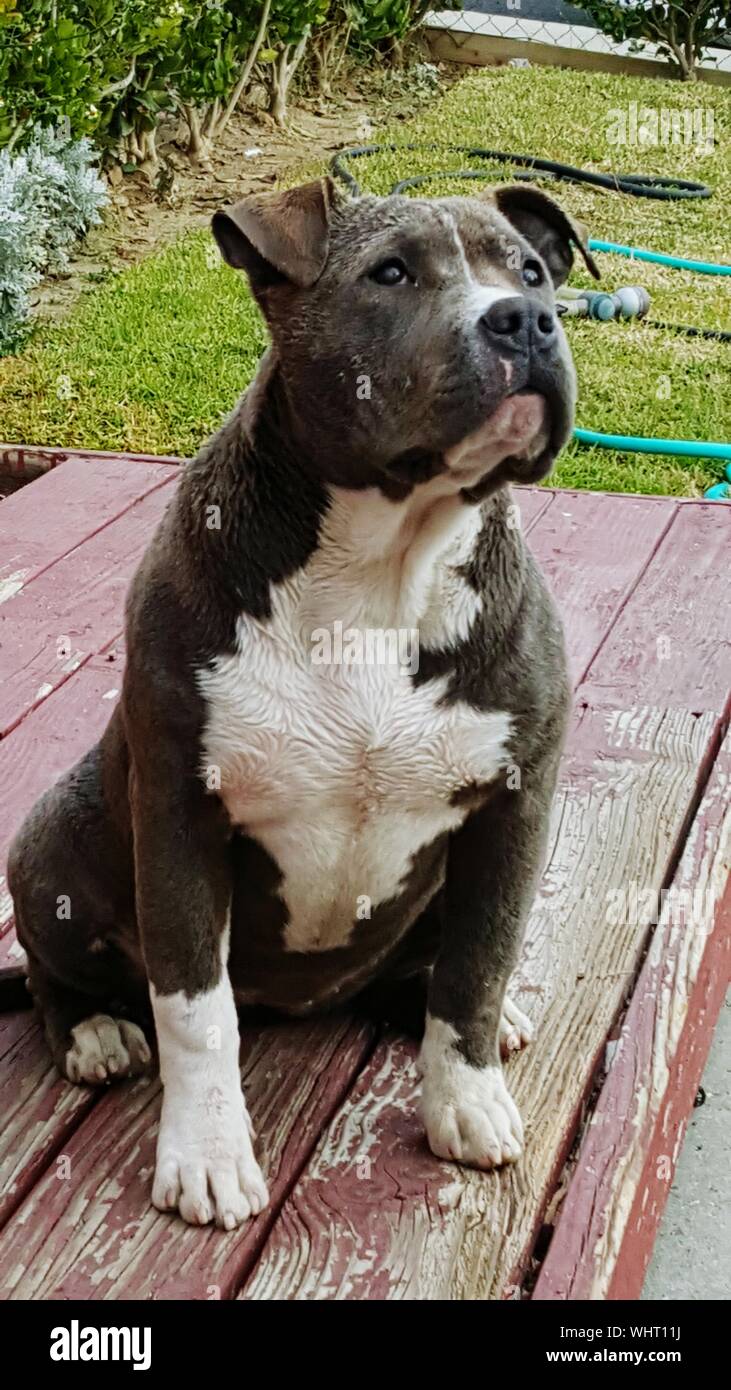 Pit Bull Sitting High Resolution Stock Photography and Images - Alamy