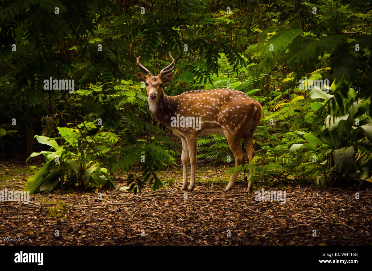 Deer Markings High Resolution Stock Photography and Images - Alamy