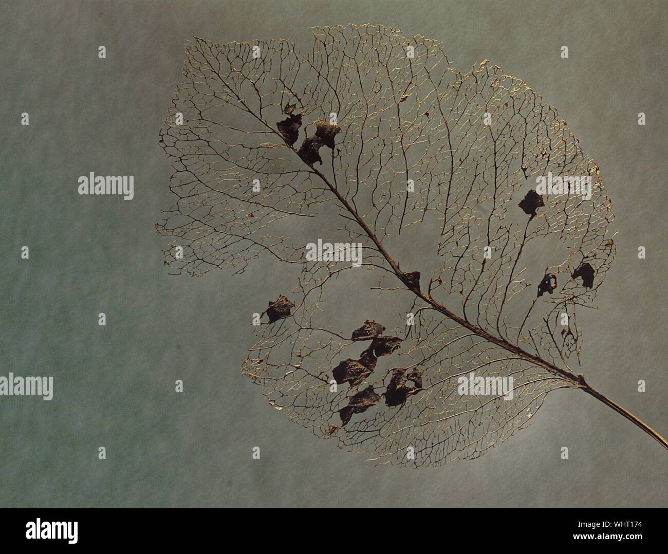 Dead skeleton leaf hi-res stock photography and images - Alamy