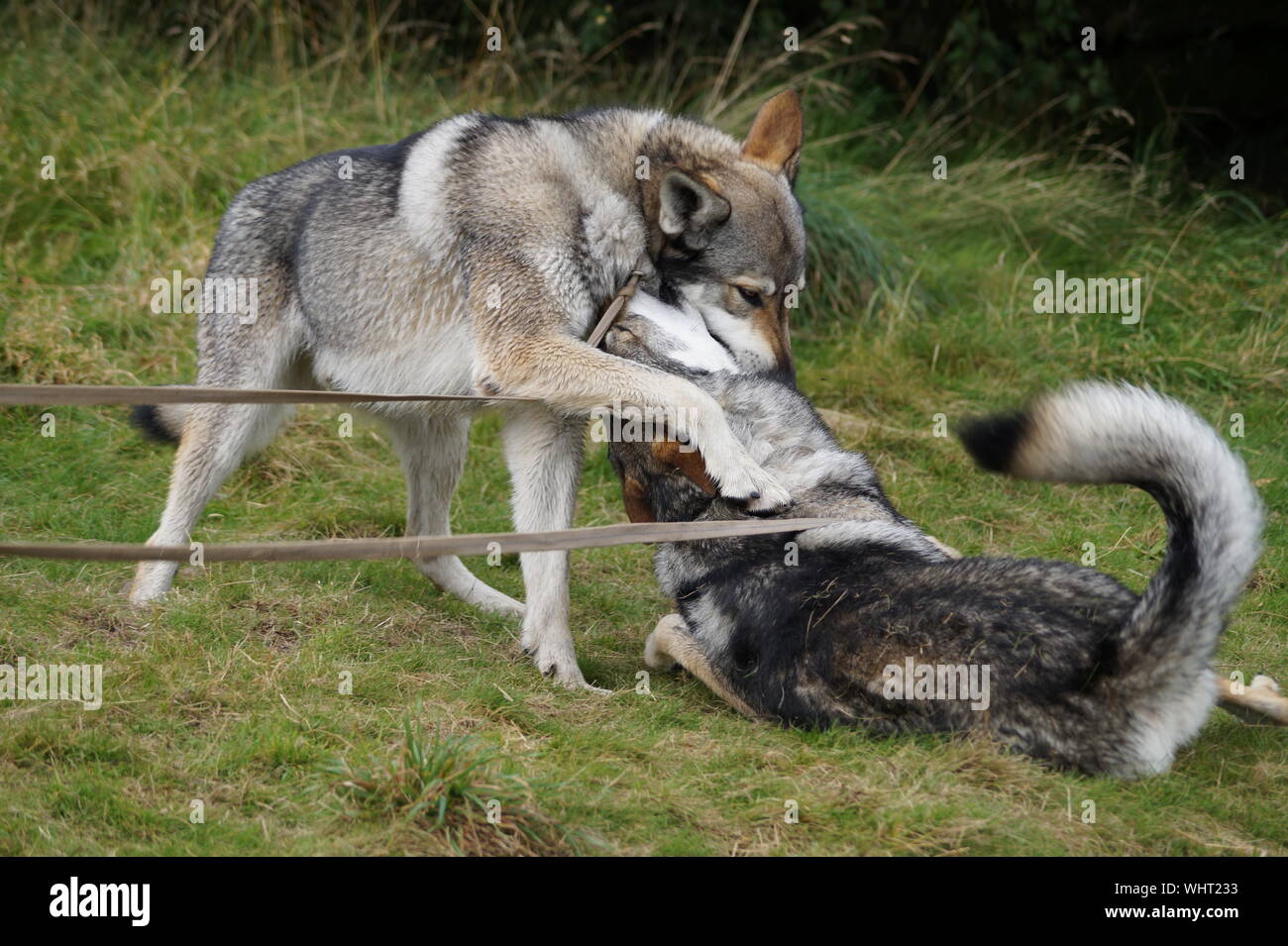 Two fighting wolves hi-res stock photography and images - Alamy