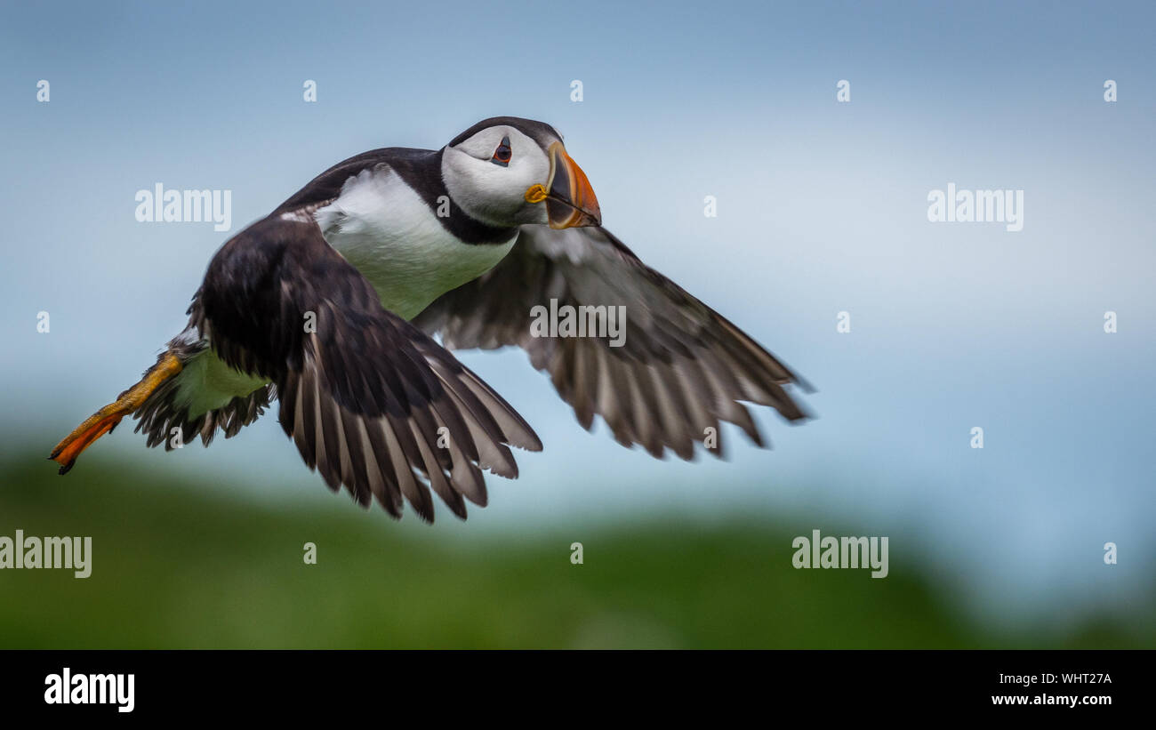 Puffin with spread wings hi-res stock photography and images - Alamy