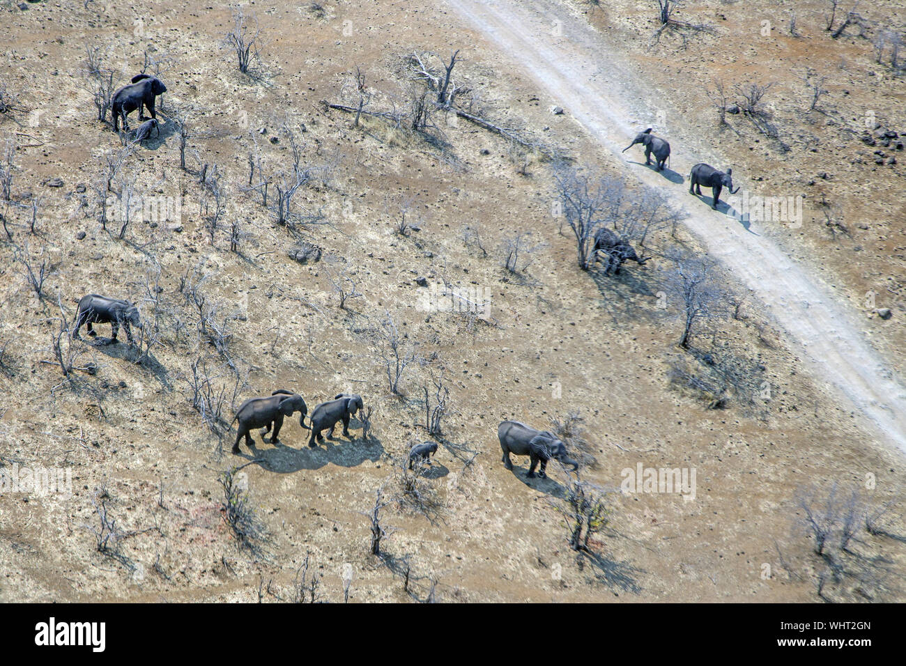 Aerial view african elephants hi-res stock photography and images - Alamy