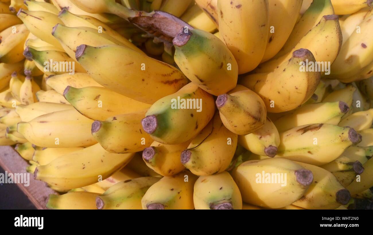 Large Green Banana Bunch High Resolution Stock Photography and Images ...