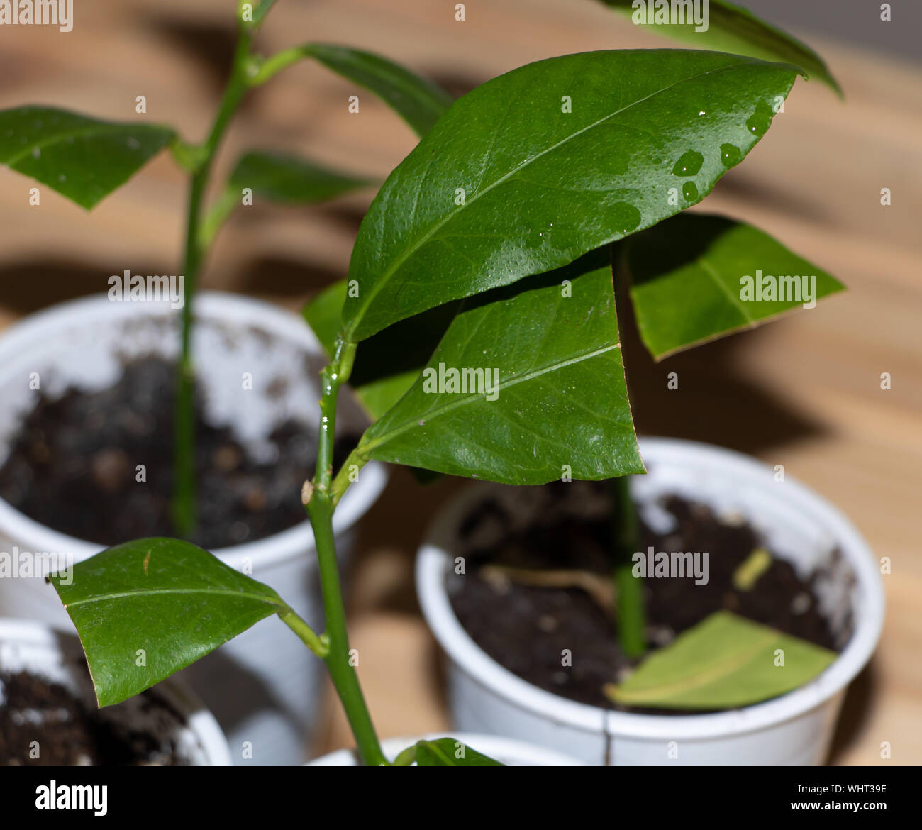 Young lemon tree hi-res stock photography and images - Alamy