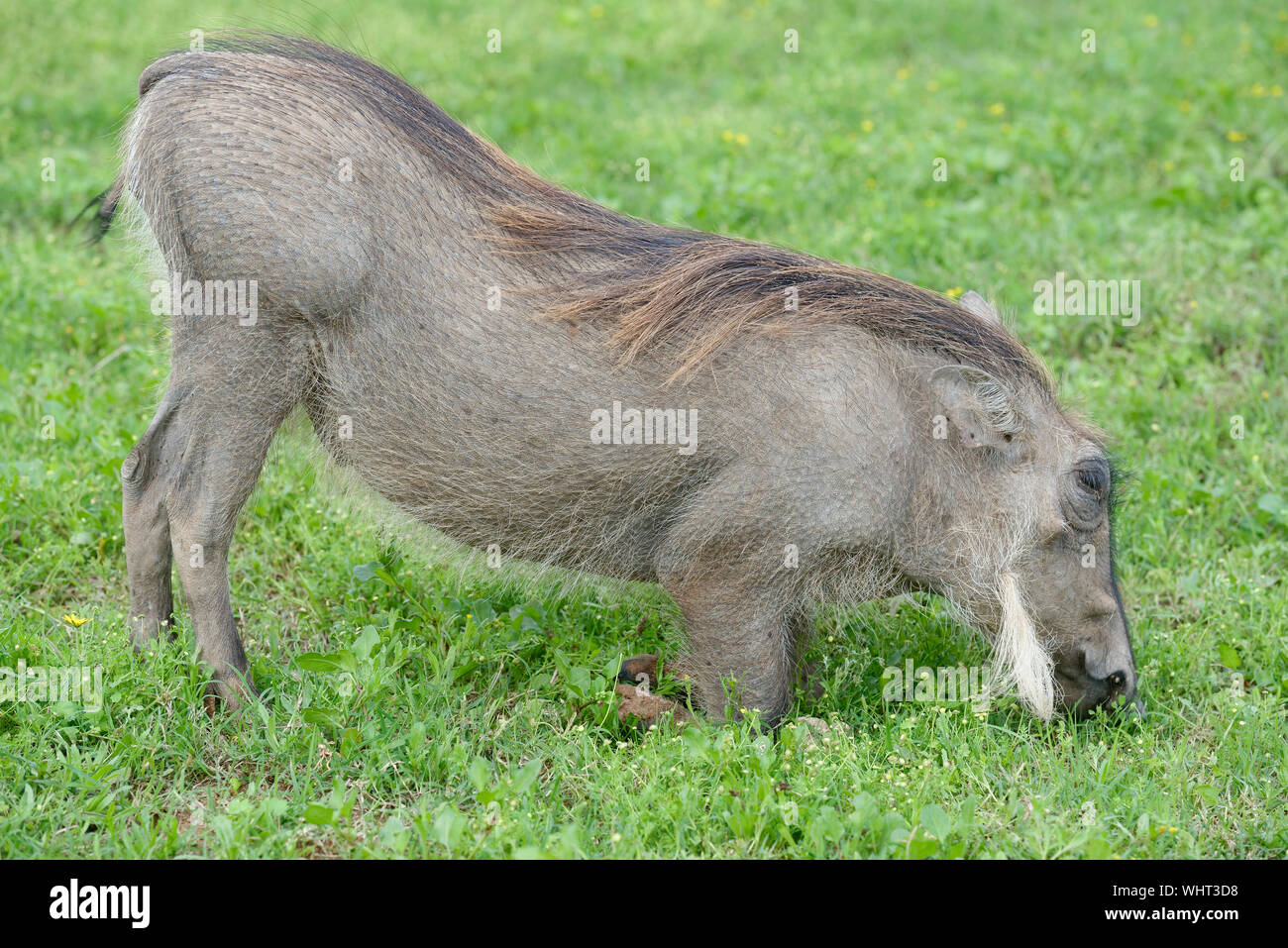 Warthog standing hi-res stock photography and images - Alamy