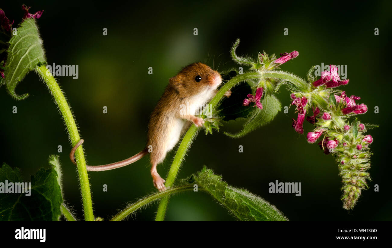 Plant Mouse High Resolution Stock Photography and Images - Alamy
