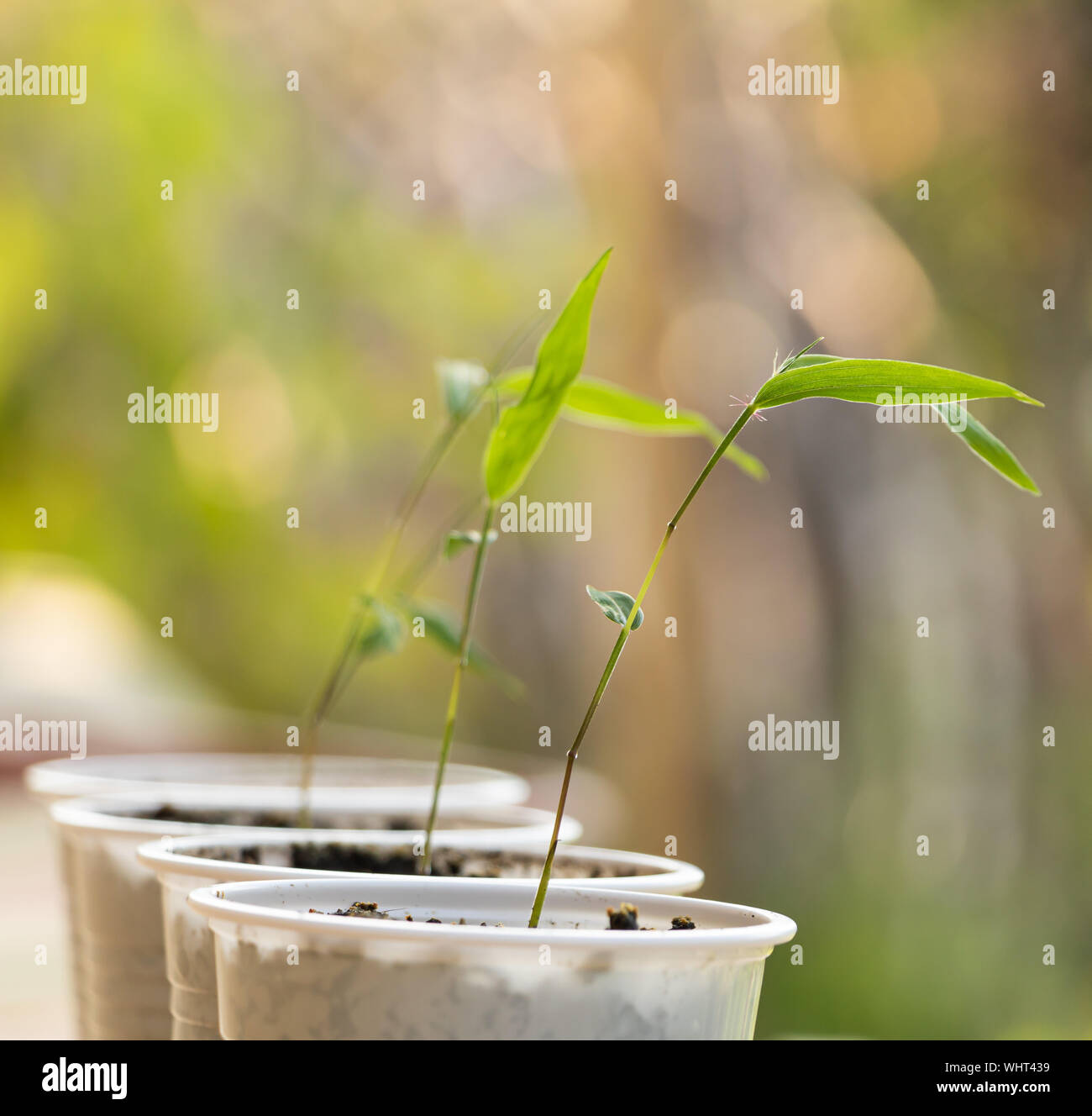 Bamboo seedlings hi-res stock photography and images - Alamy